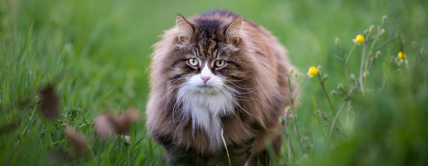 Big Cat In The Grass Hero Big Cat In The Grass Hero